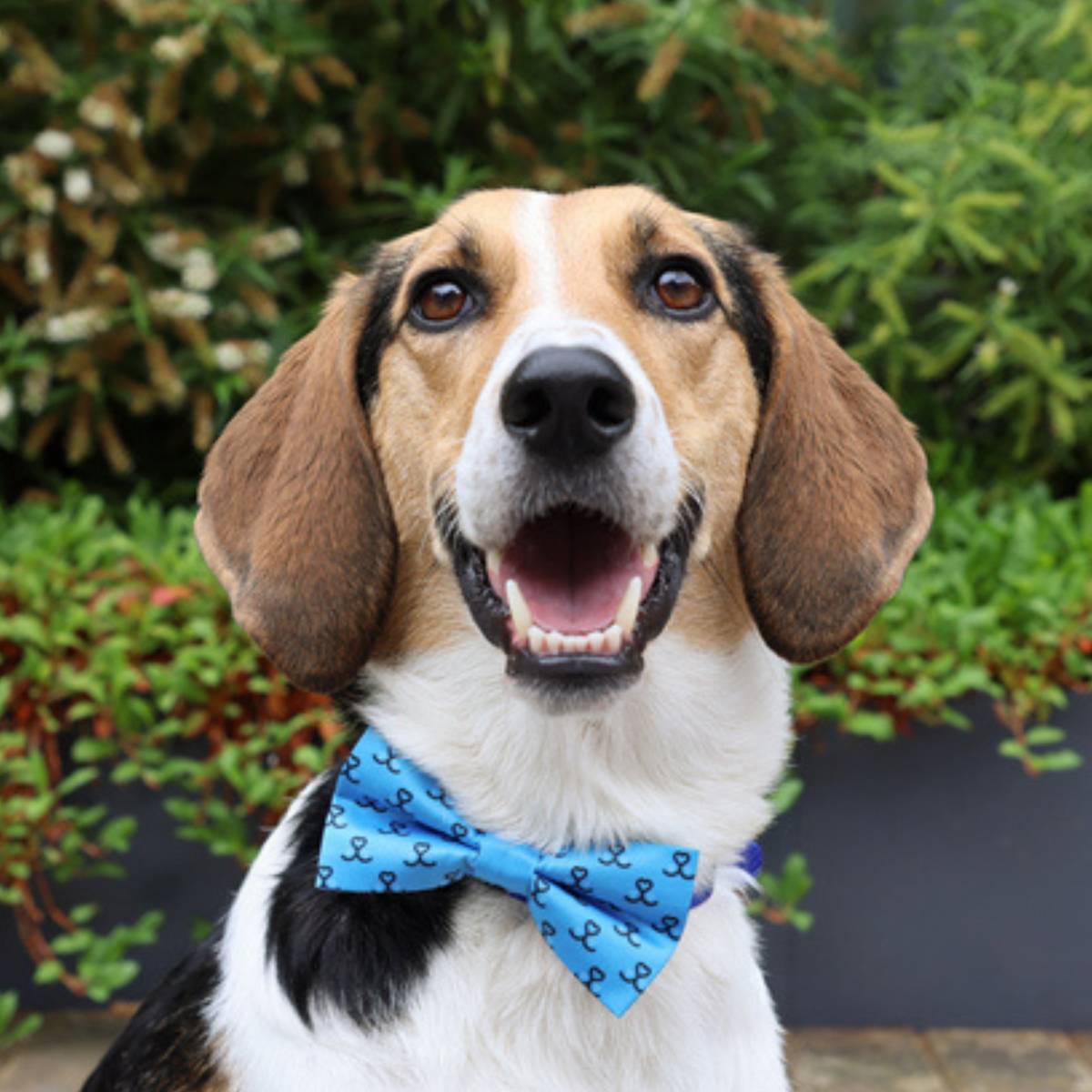 Buy dog bow tie store