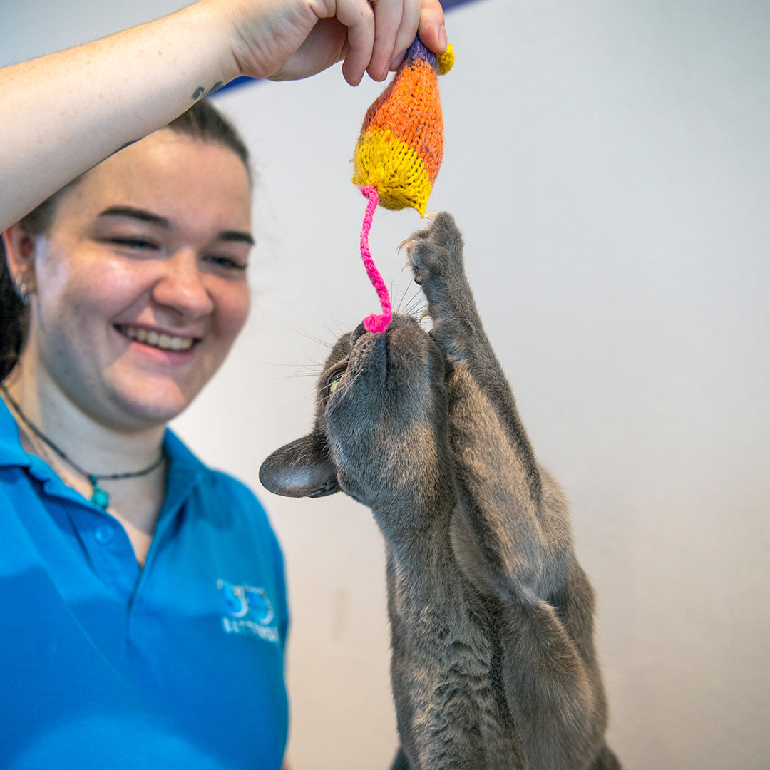 Cat Toy And Treat Pack Battersea Shop