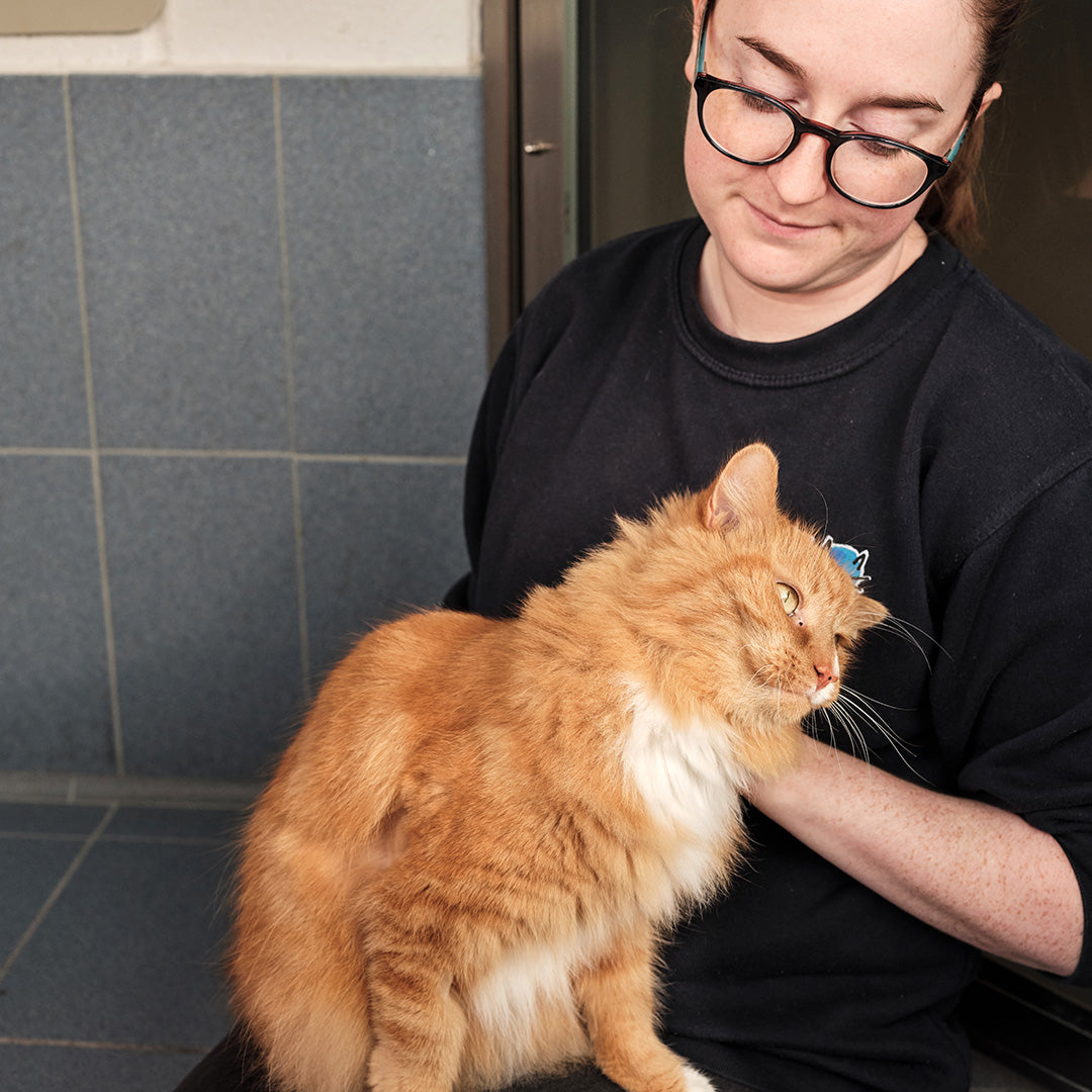 Essential Welcome Kit For A Cat – Battersea Shop