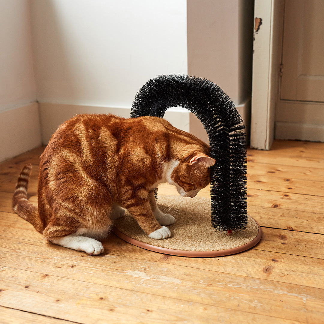 Therapeutic Grooming For A Cat – Battersea Shop