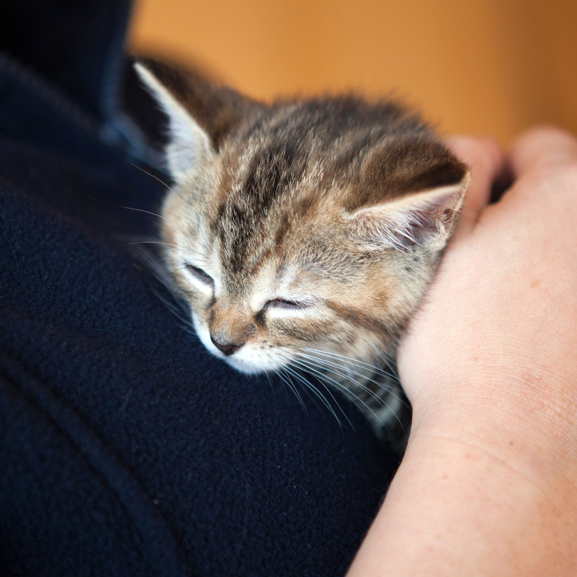 Grooming package for a cat – Battersea Shop