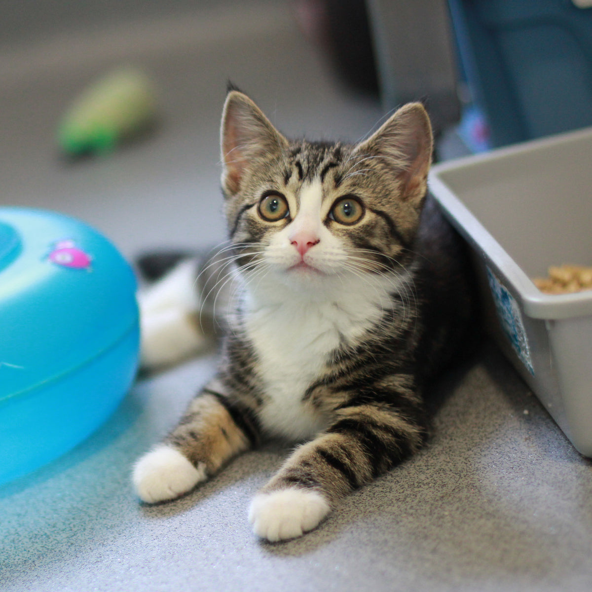 Essential welcome kit for a cat – Battersea Shop